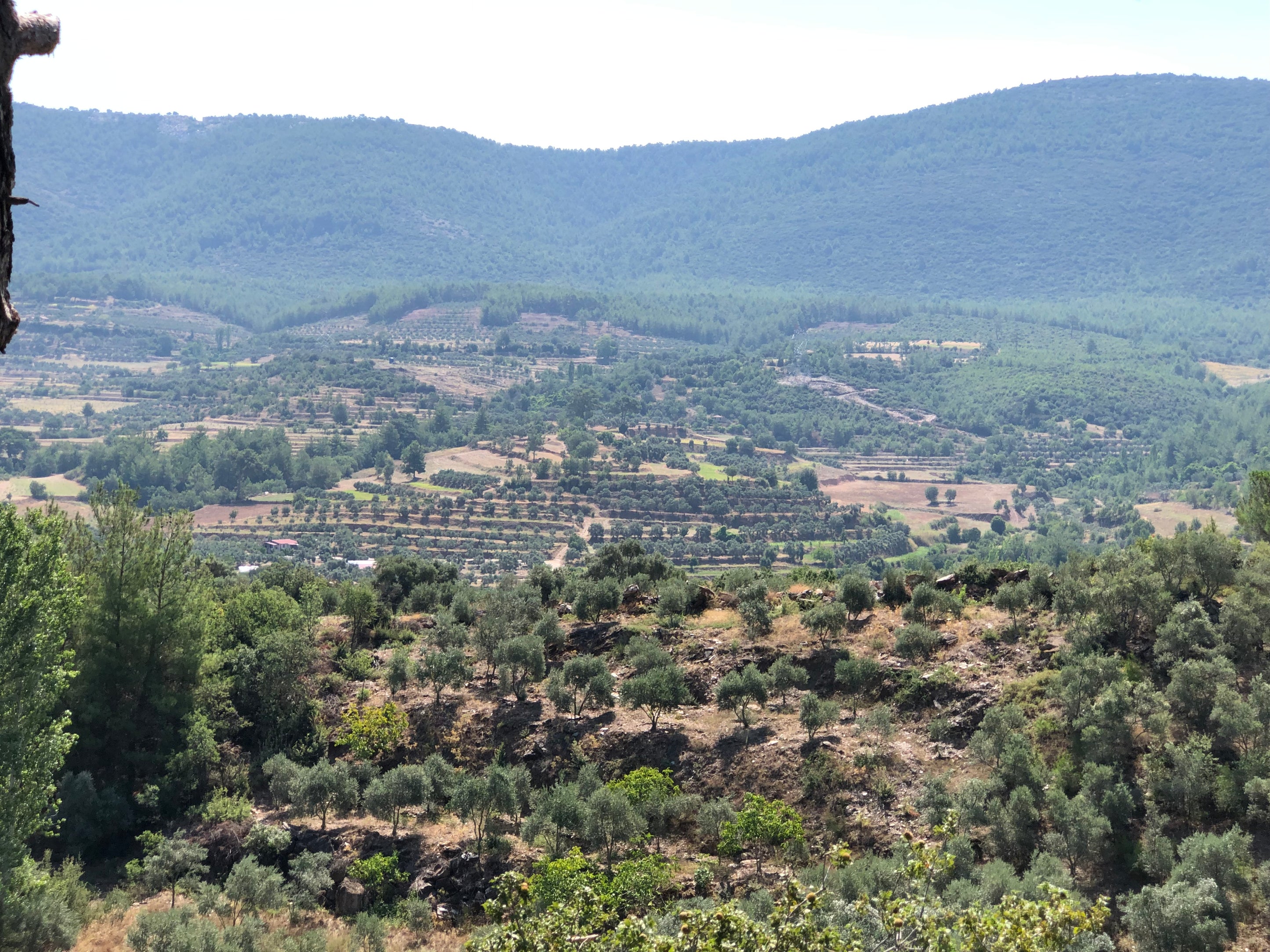 Oil of Anatolia Extra Virgin Olive Oil