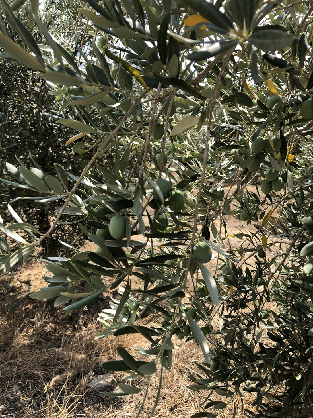 Oil of Anatolia Extra Virgin Olive Oil
