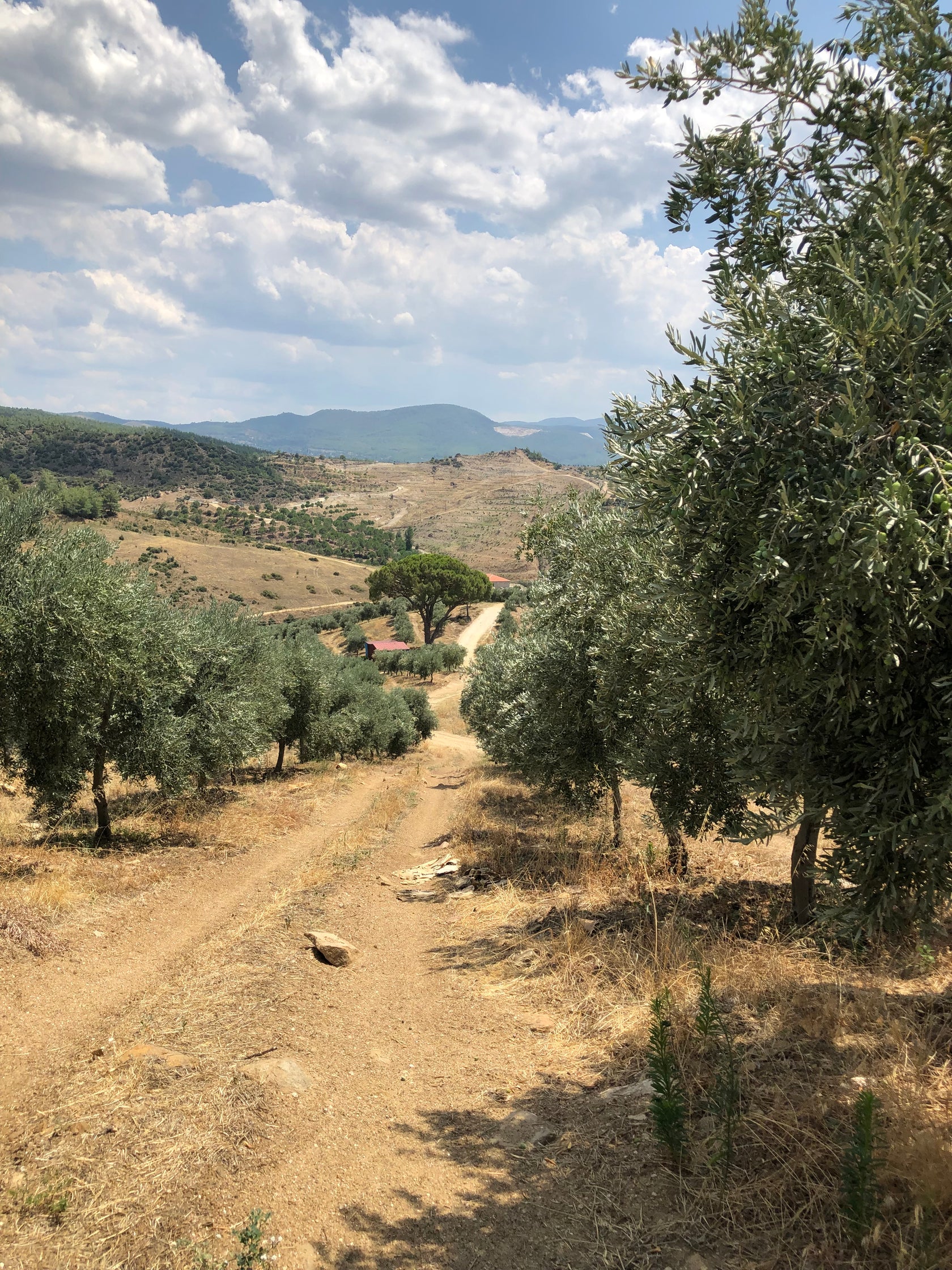 Oil of Anatolia Extra Virgin Olive Oil